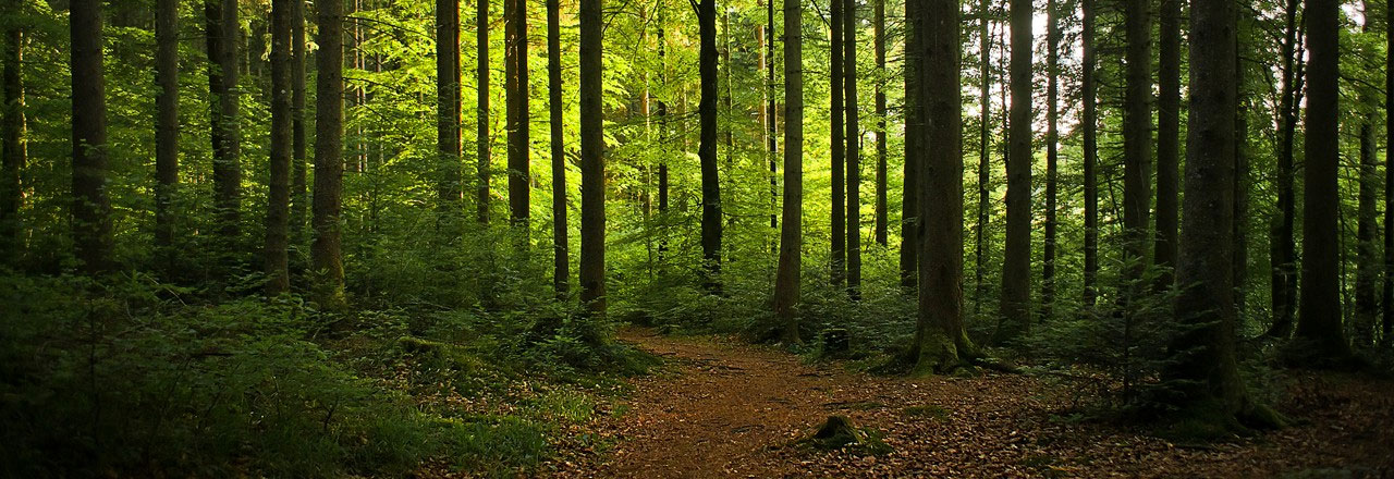 Forest Certification | West Fraser - Integrated Forestry Company